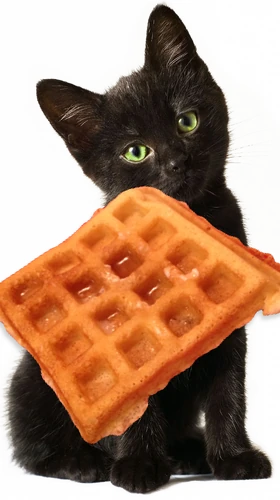 Waffle Cats | Idea Wiki | Fandom
