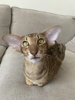 Rikki | Idkcatmemes Wiki | Fandom