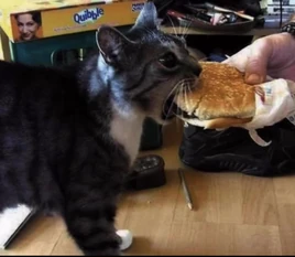 Burga | Idkcatmemes Wiki | Fandom