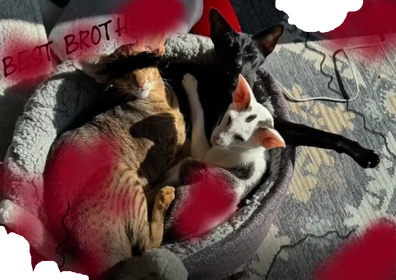 Bindi | Idkcatmemes Wiki | Fandom