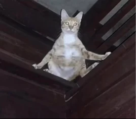 The Scary Man | Idkcatmemes Wiki | Fandom