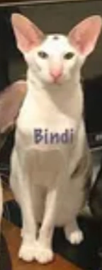 Bindi | Idkcatmemes Wiki | Fandom