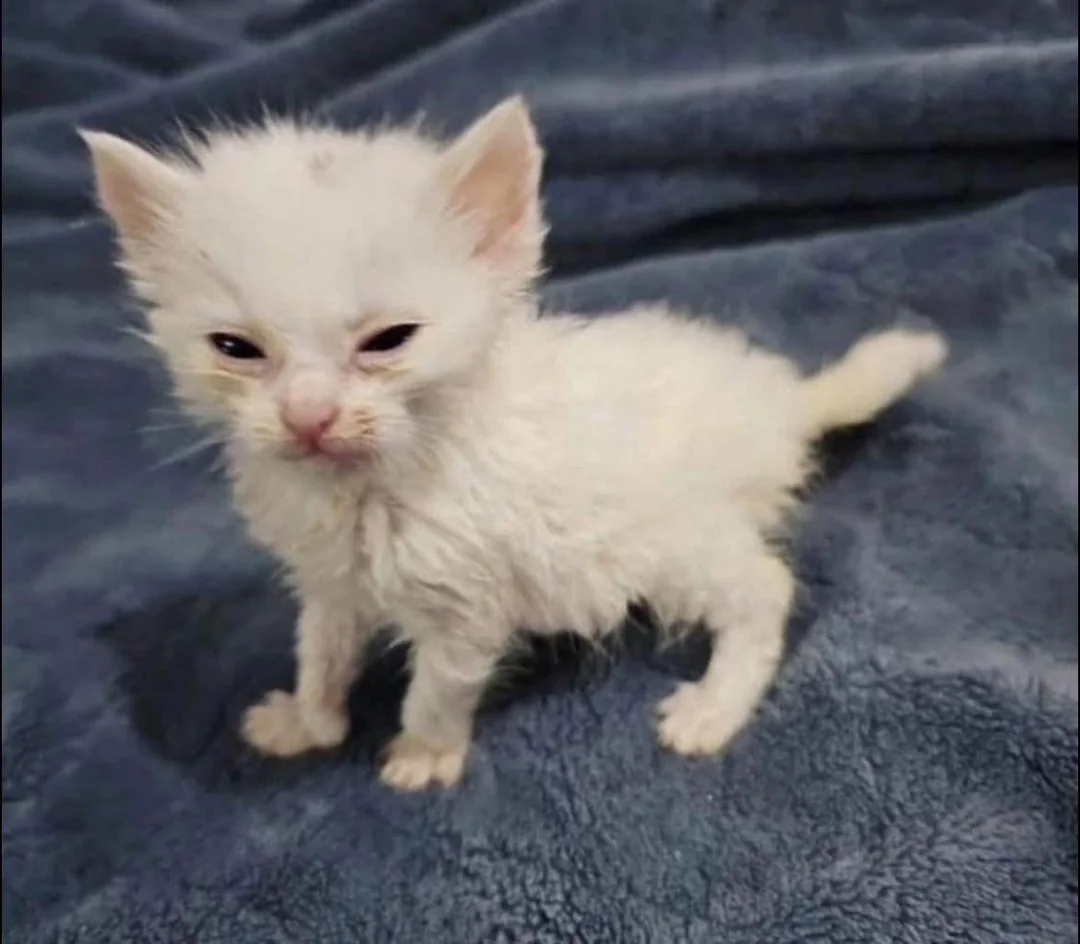 Oliver | Idkcatmemes Wiki | Fandom