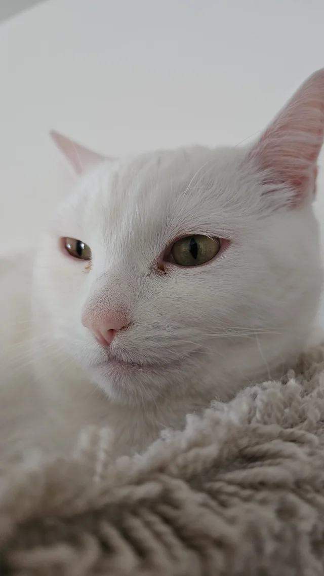 Oliver Brother | Idkcatmemes Wiki | Fandom