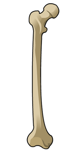 Gnawed bone | IdleQuest Wiki | Fandom