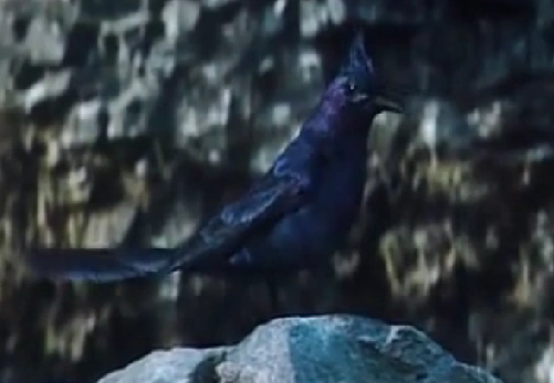 Kosogłos (ptak) | Igrzyska Śmierci Wiki | Fandom