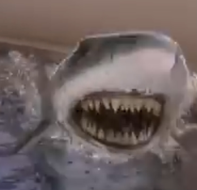 Shark | Illumination Entertainment Wikia | Fandom Shark | Illumination Entertainment Wikia | Fandom