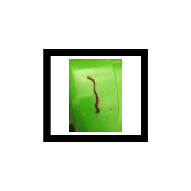 Worm | Image Pets and Numepocosu Sound Variations Wiki | Fandom