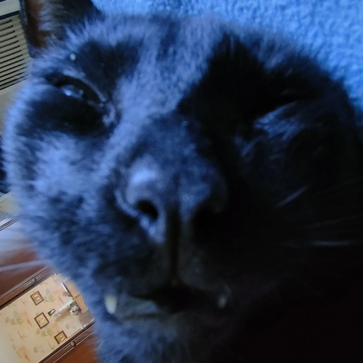 Kiko Lastiko | Wiki Imaginaria | Fandom