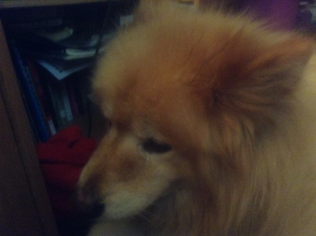 Buddy | Imagination fun Wikia | Fandom