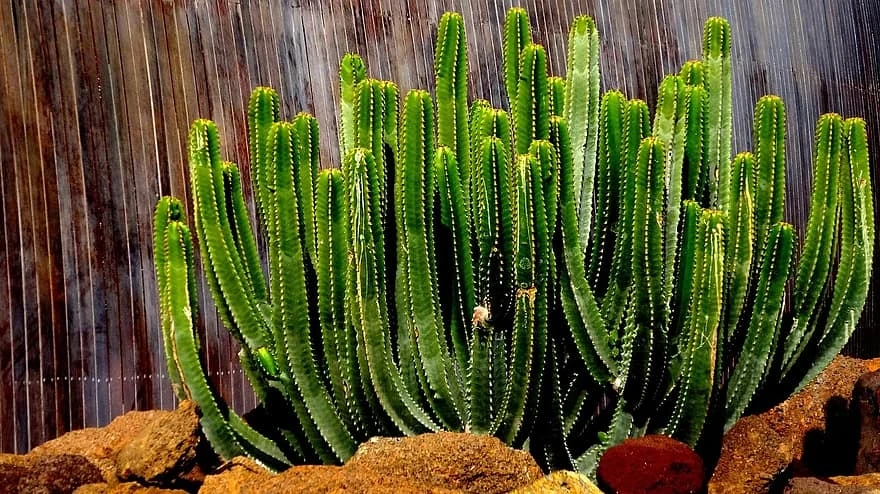 Lekiet | Imagindarium Wiki | Fandom