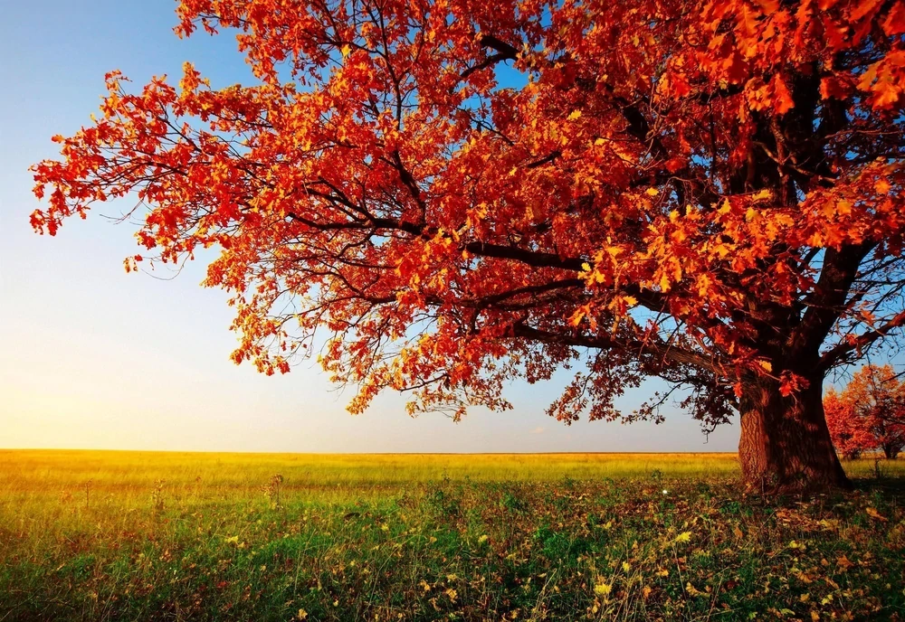 Autumn Leaf | Imagindarium Wiki | Fandom