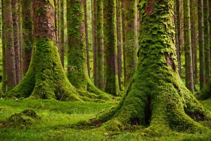 Moss | Img dictionary Wiki | Fandom