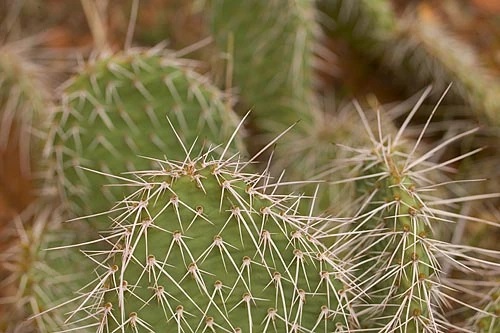 Prickly | Img dictionary Wiki | Fandom