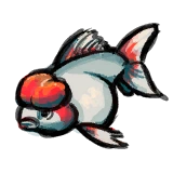 Red and White Lionhead Goldfish | Immortal Life Wiki | Fandom