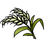 Sticky Rice | Immortal Life Wiki | Fandom