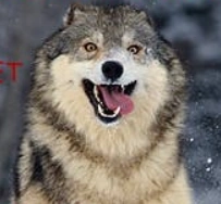 Kelev | Immortuos Wiki | Fandom