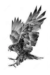 Hawk (Bird) | Emperor's Crown Saga Wiki | Fandom