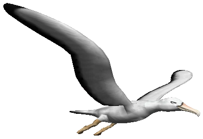 Albatross | Impossible Creatures Game Wiki | Fandom