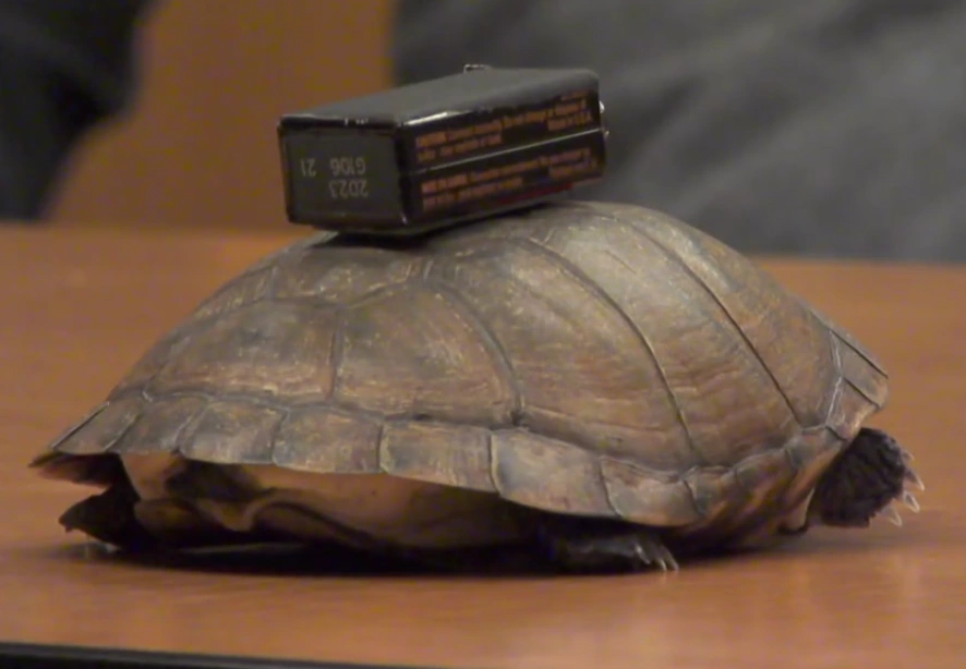 9-Volt Battery Turtle | Impractical Jokers Wiki | Fandom