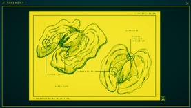 Animalia Novi | In Other Waters Wiki | Fandom