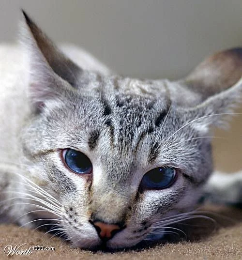 Bluepaw | In The Eternal Space Wiki | Fandom