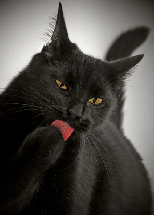 Shadowfrost | In The Eternal Space Wiki | Fandom