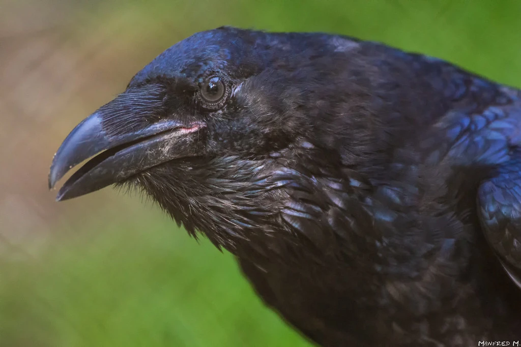 Elrik | In The Forest Wiki | Fandom