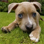 User blog:Lucky dog 45/My Profile Picture | Inanimate Insanity Wiki ...