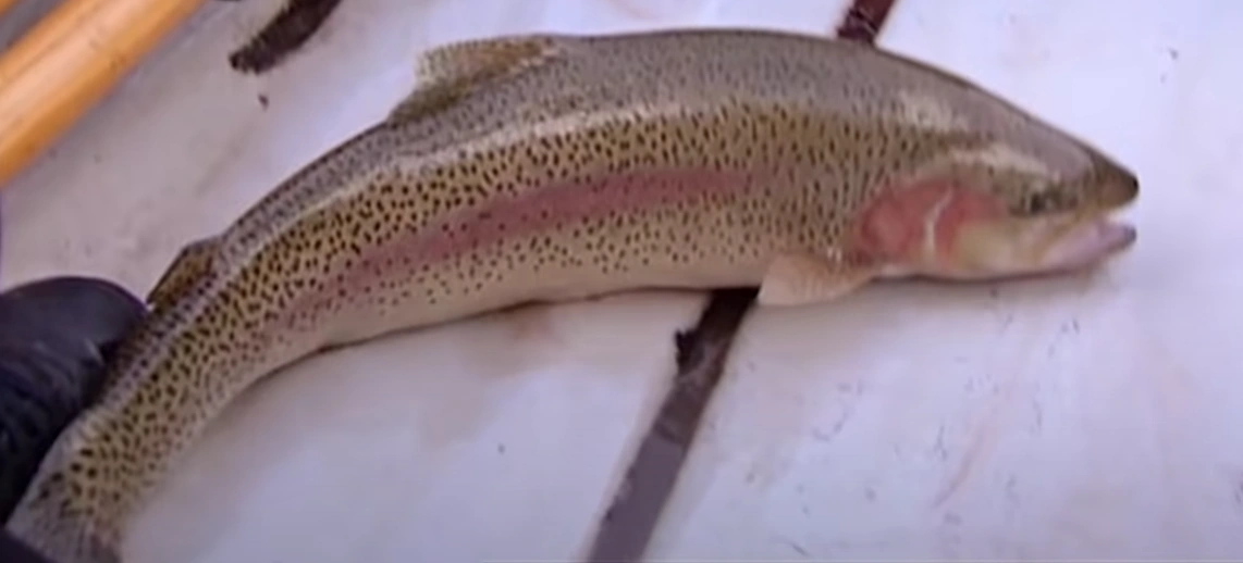 Fish (The Field Trip) | The Inbetweeners Wiki | Fandom