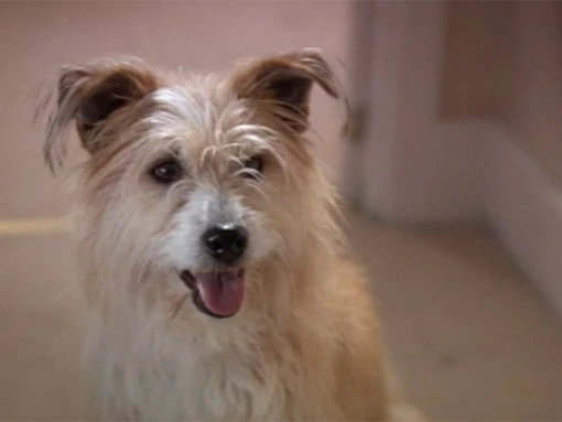 What Breed Is Benji Dog