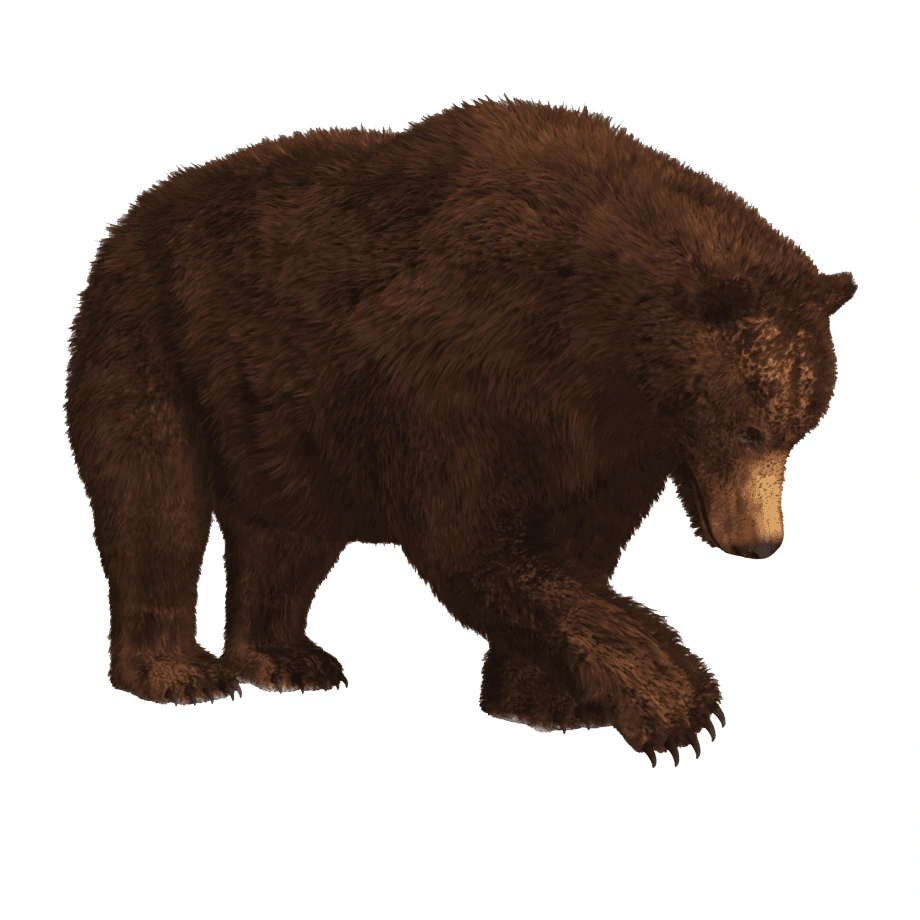 Orso Bruno | Dungeons and Dragons Wiki | Fandom