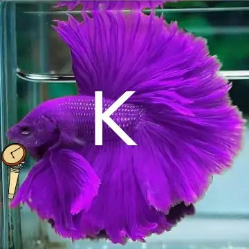 Kondi Fish | Incredibox Sprunki Pyramixed Fanon Wiki | Fandom