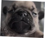 Fanon:Pibble Mayhem | Incredibox Wiki | Fandom