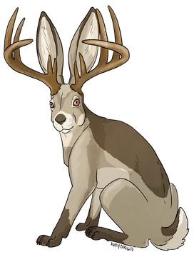 Dessin Au Trait De Jackalope