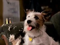 Quark (Dog) | The Information Network Wikia | Fandom