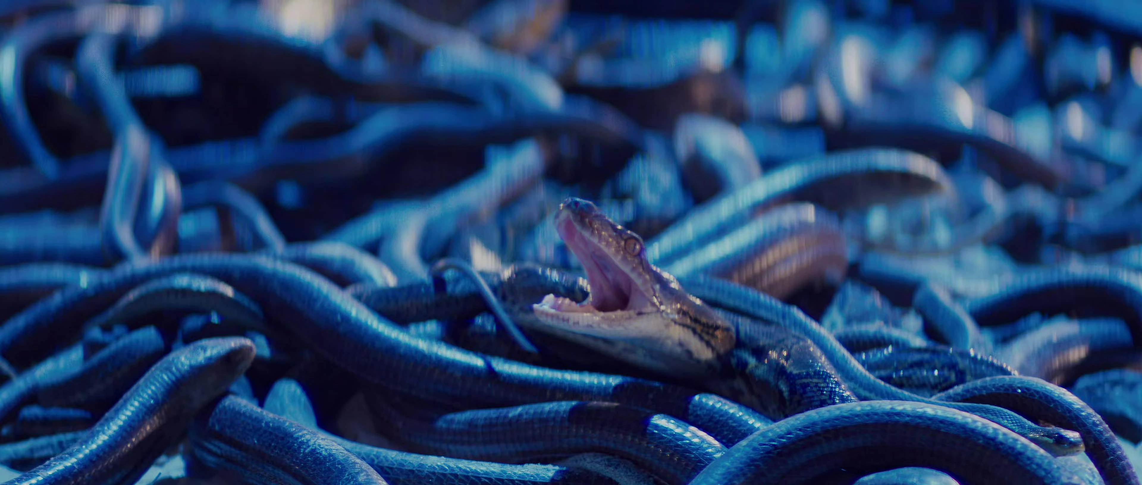 Asp | Indiana Jones Wiki | Fandom