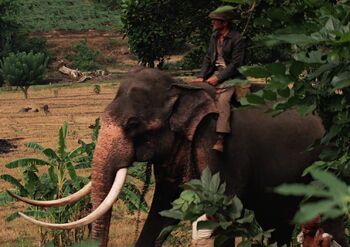 Elephant | Indiana Jones Wiki | Fandom