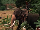 Category:Animals | Indiana Jones Wiki | Fandom