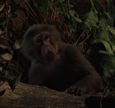 Baboon | Indiana Jones Wiki | Fandom