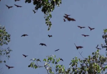 Bat | Indiana Jones Wiki | Fandom