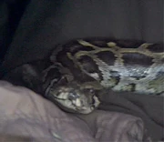 "Reggie" (animated series) | Indiana Jones Wiki | Fandom