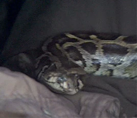 Reggie | Indiana Jones Wiki | Fandom