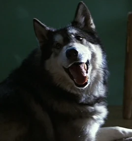 Dog | Indiana Jones Wiki | Fandom