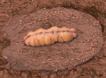 Termite | Indiana Jones Wiki | Fandom