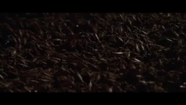 Cockroach | Indiana Jones Wiki | Fandom