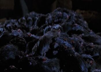 Rat | Indiana Jones Wiki | Fandom