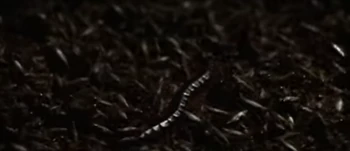 Bug | Indiana Jones Wiki | Fandom