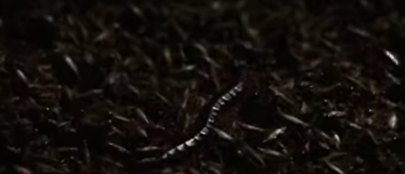 Bug | Indiana Jones Wiki | Fandom