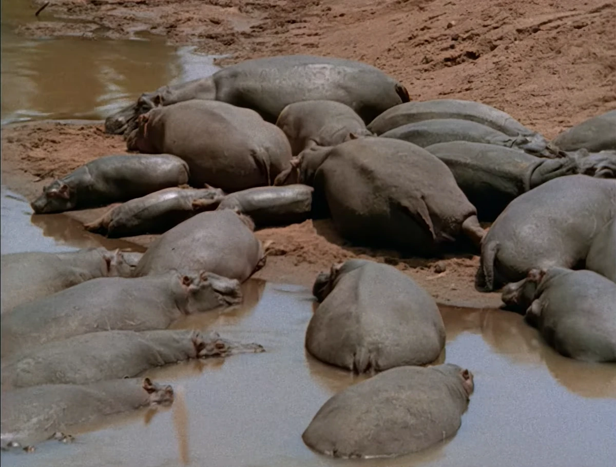 Hippopotamus | Indiana Jones Wiki | Fandom